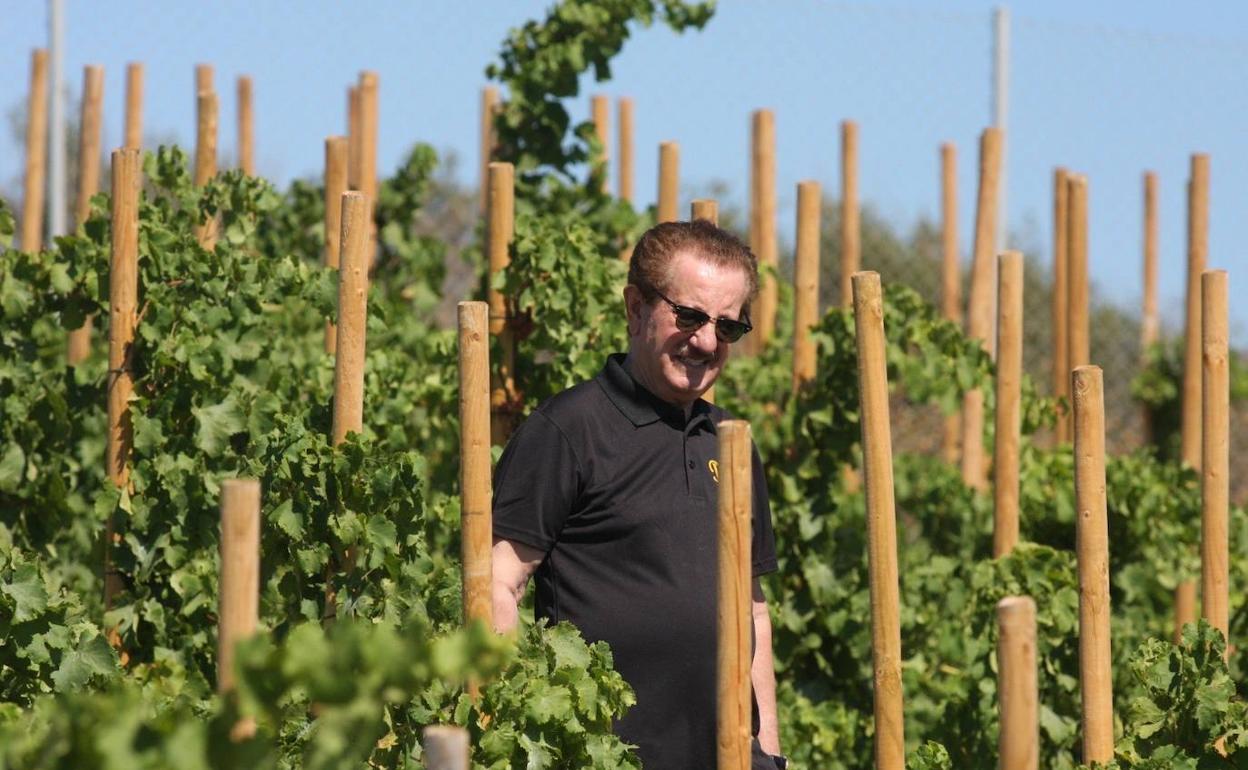 Vermentino, la uva italiana que arraiga en Manilva | Diario Sur